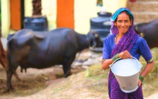 India’s Dairy Production Model: National Digital Livestock Mission, e ...