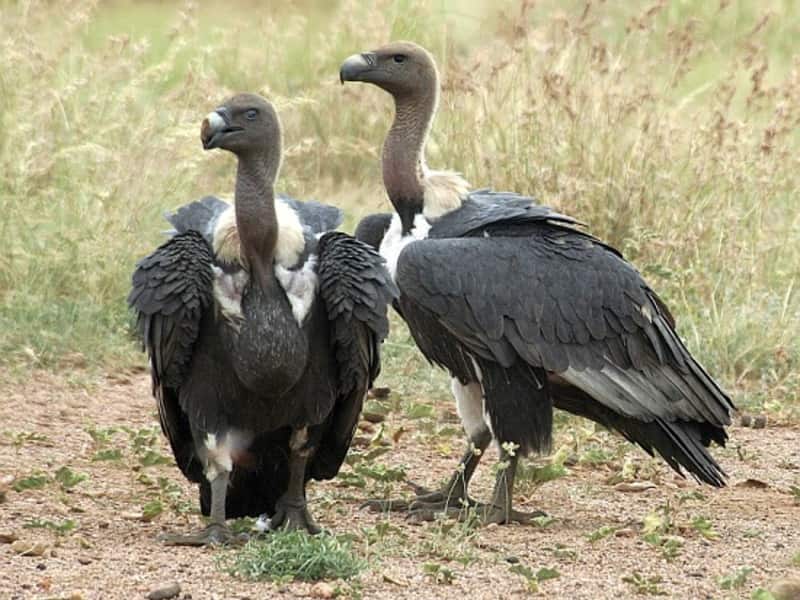 Thanks to lions, vultures return to Gujarat coast