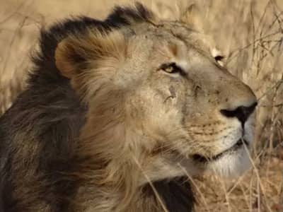 Lion Rath reaches out to villagers along Gir forest